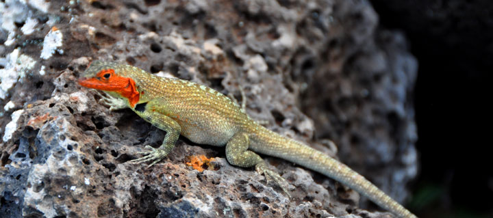 Tortoises, Iguanas, and Finches, Oh My! – GSCCC Blog