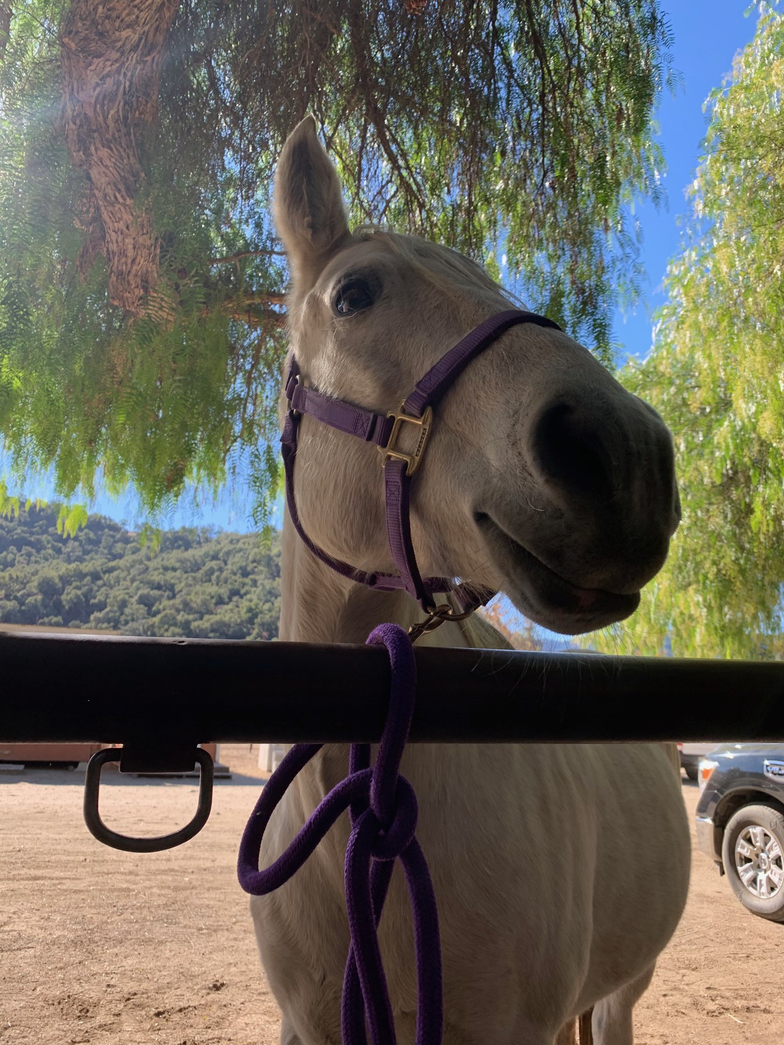 What’s New at Camp Arnaz? – GSCCC Blog