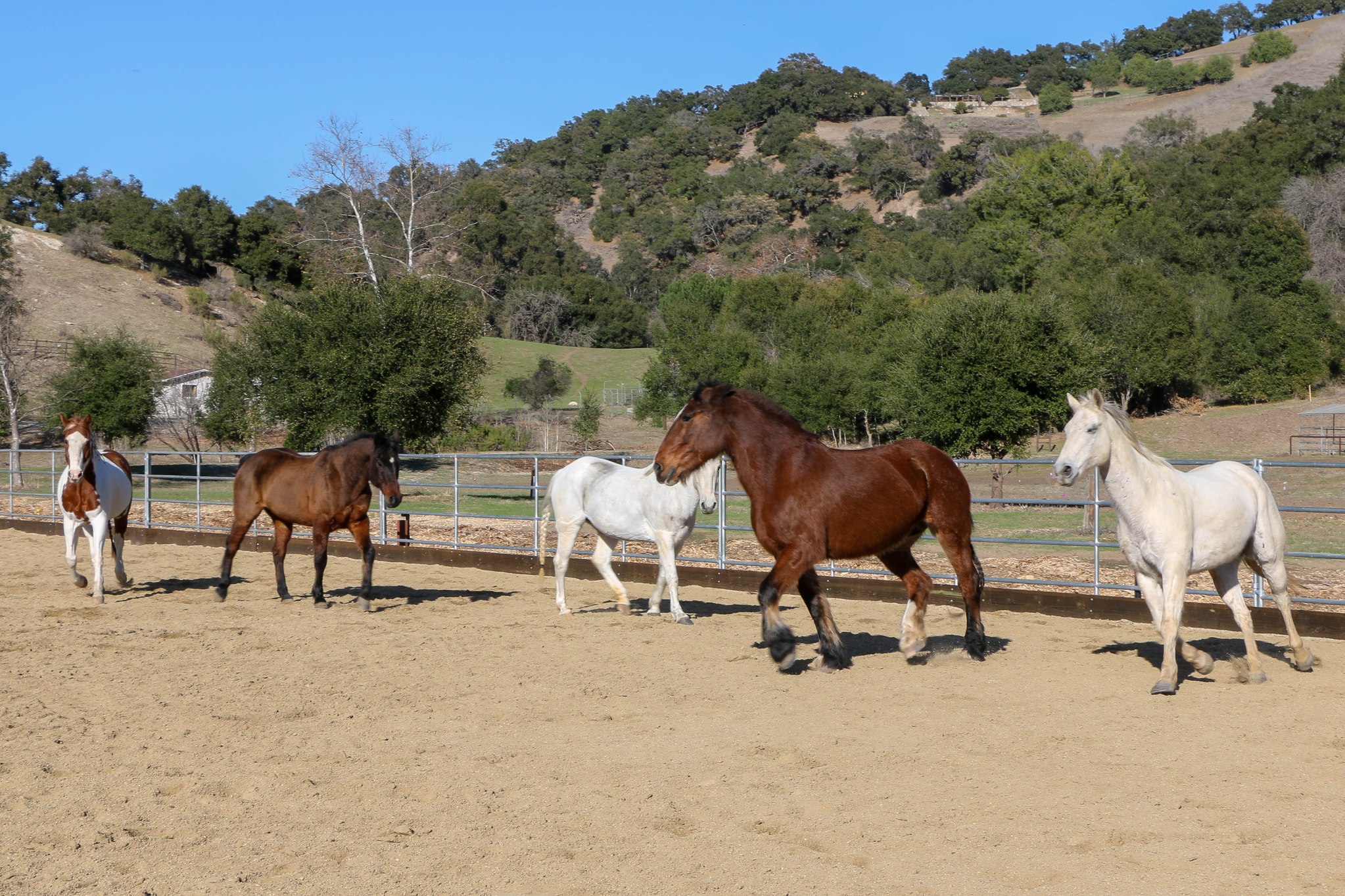 What’s New at Camp Arnaz? – GSCCC Blog