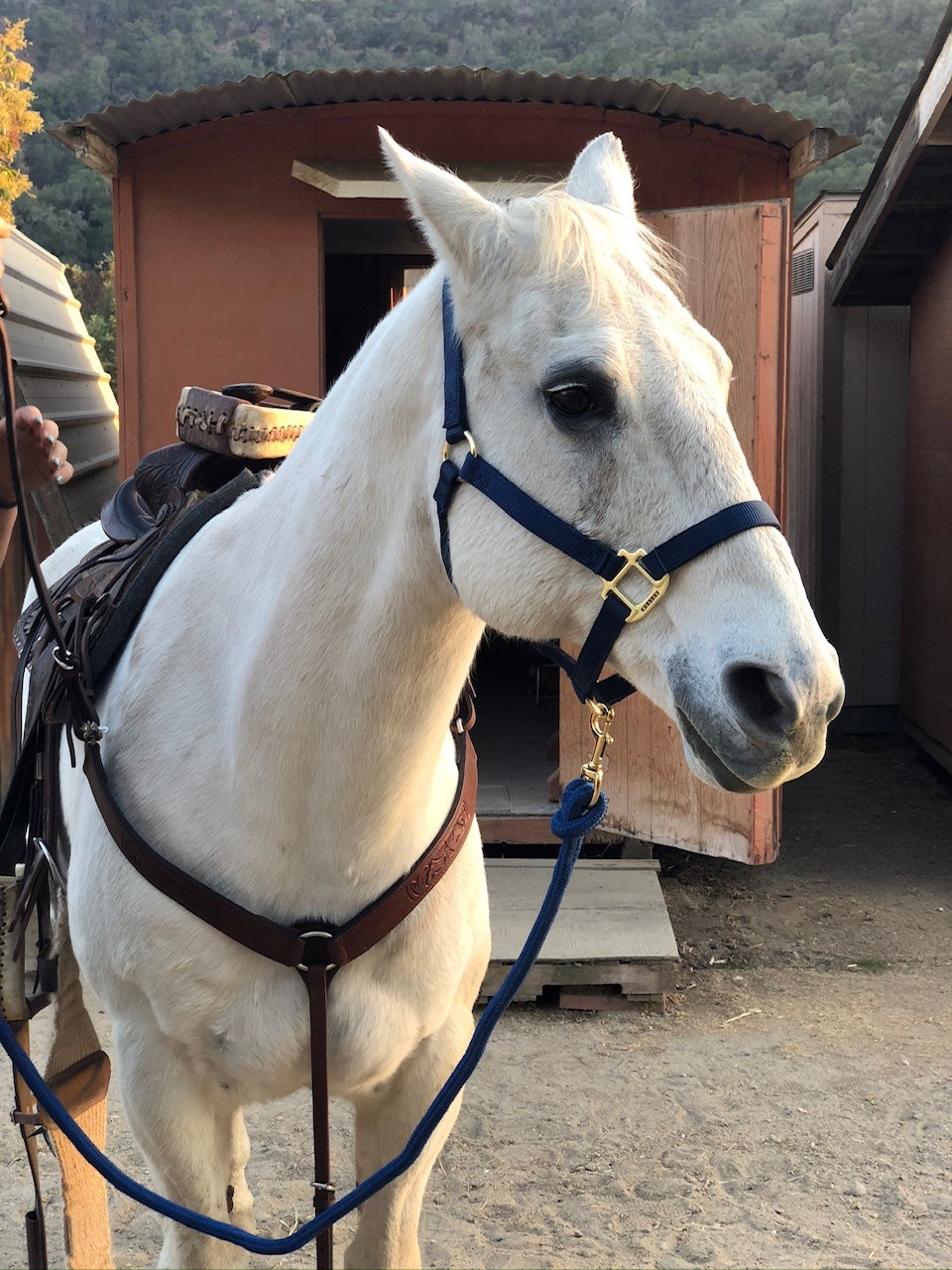 What’s New at Camp Arnaz? – GSCCC Blog